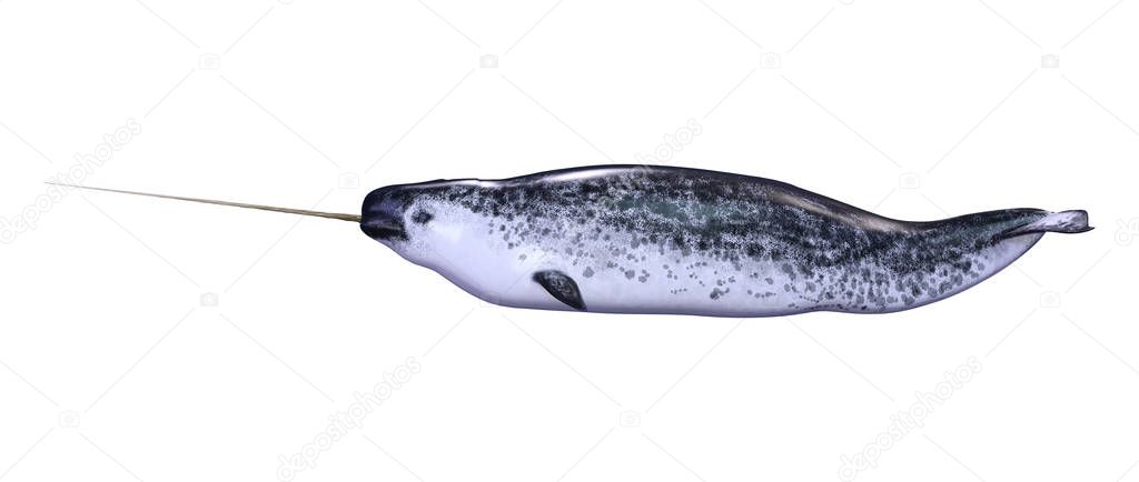 Representación en 3D de un narval macho o monoceronte Monodon, o narval ...