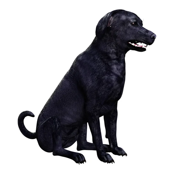 Angry black dog Stock Photos, Royalty Free Angry black dog Images ...