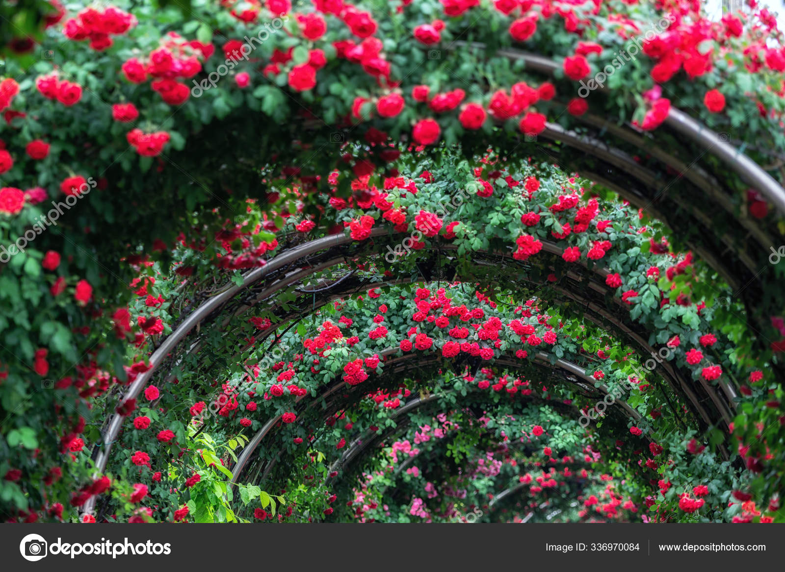 Endless Tunnel Roses Taken Seoul Rose Festival Seoul South Korea ...