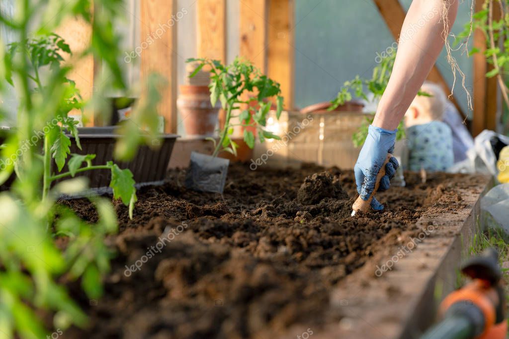 Manos de mujer plantando pl ntulas de tomate en invernadero. Jardiner a org nica y concepto de ...