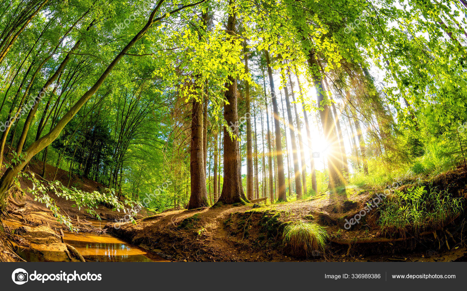 Beautiful Forest Summer Bright Sun Shining Trees — Stock Photo ...