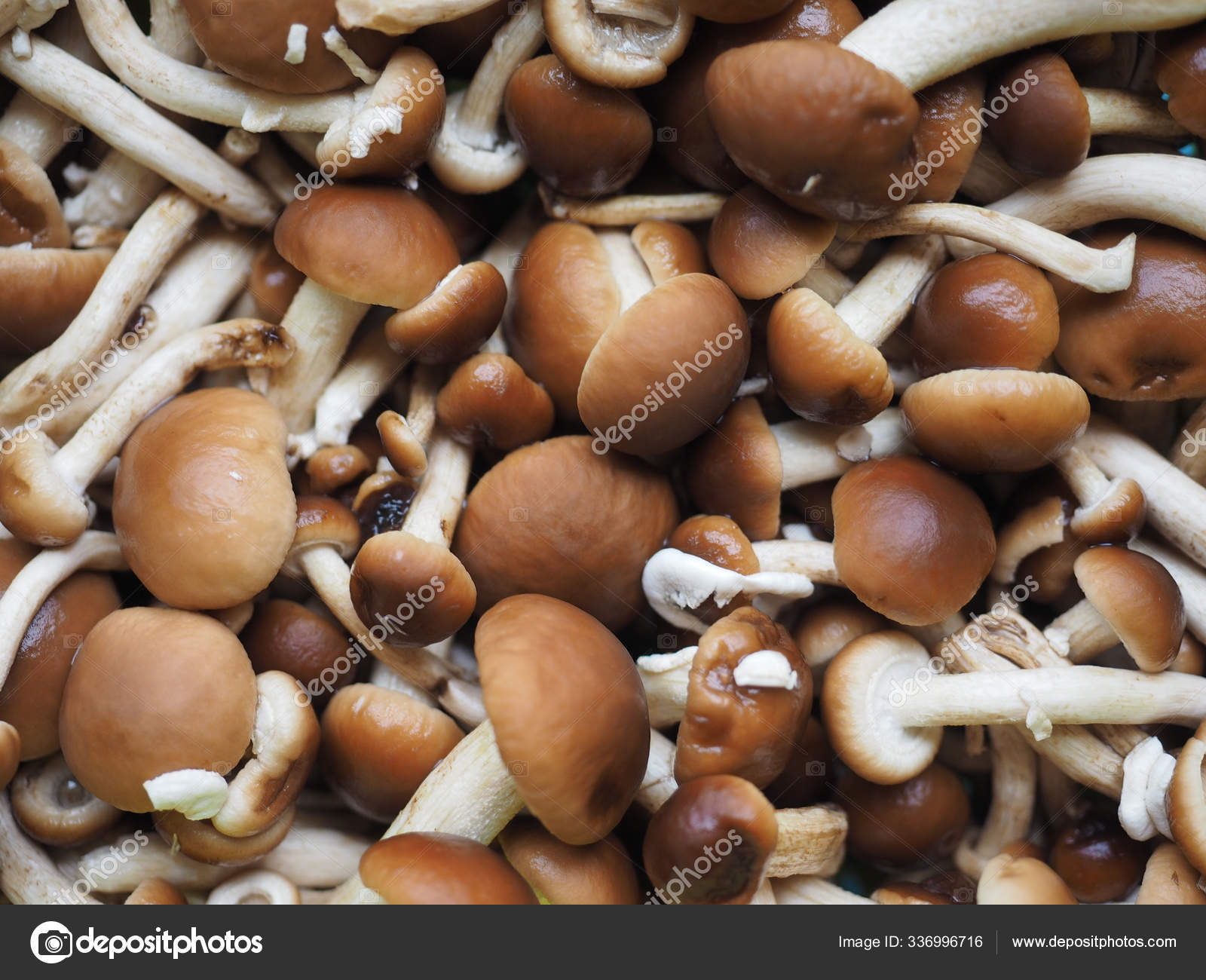 Cyclocybe Aegerita Aka Poplar Mushroom Chestnut Mushroom Velvet ...
