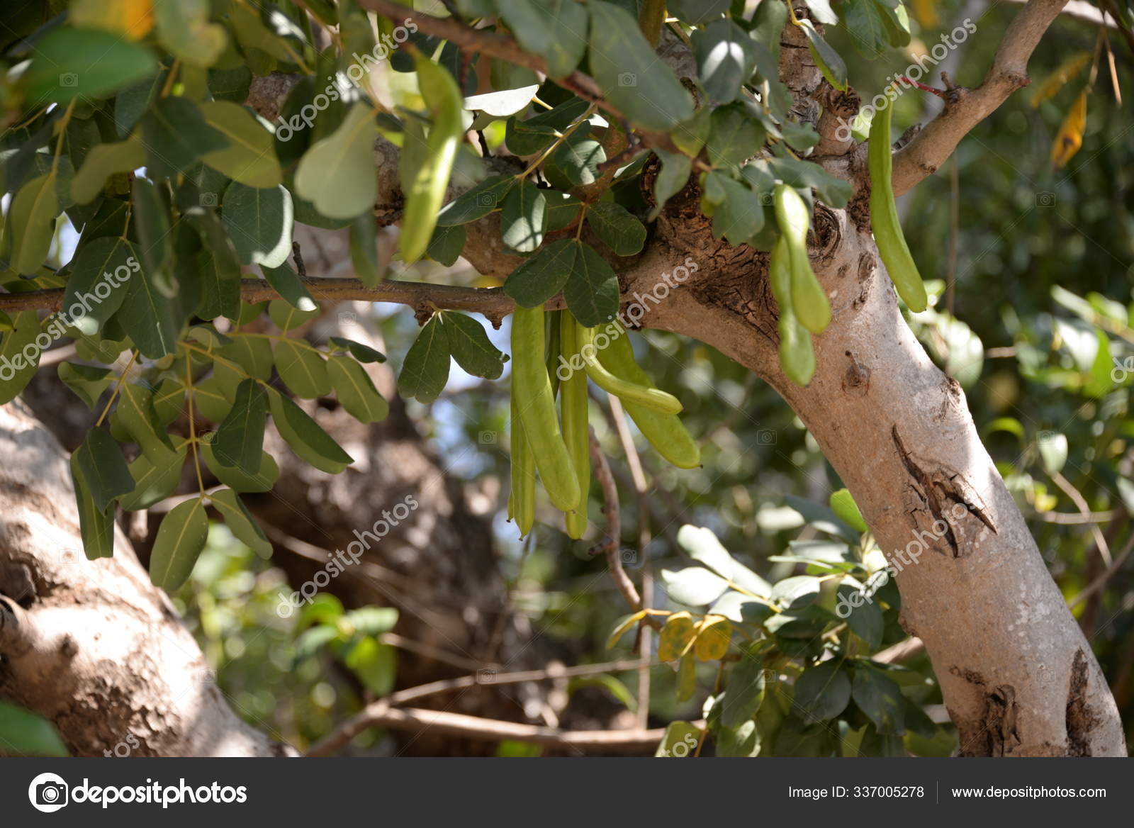 Fruit Baobab Tree Province Valencia Spain — Stock Photo ...