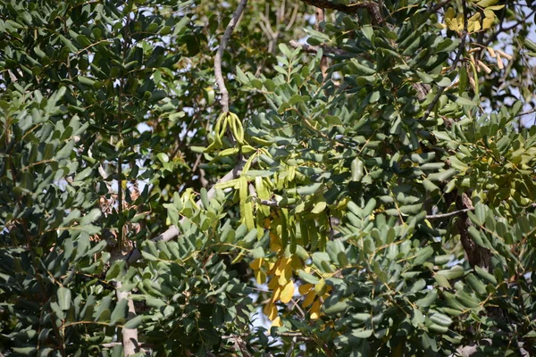 Arak tree Stock Photos, Royalty Free Arak tree Images | Depositphotos