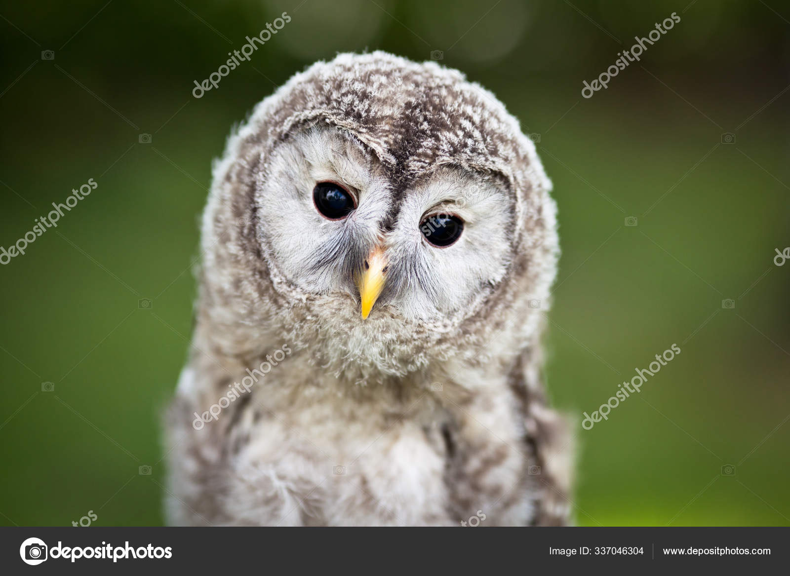 Owlet
