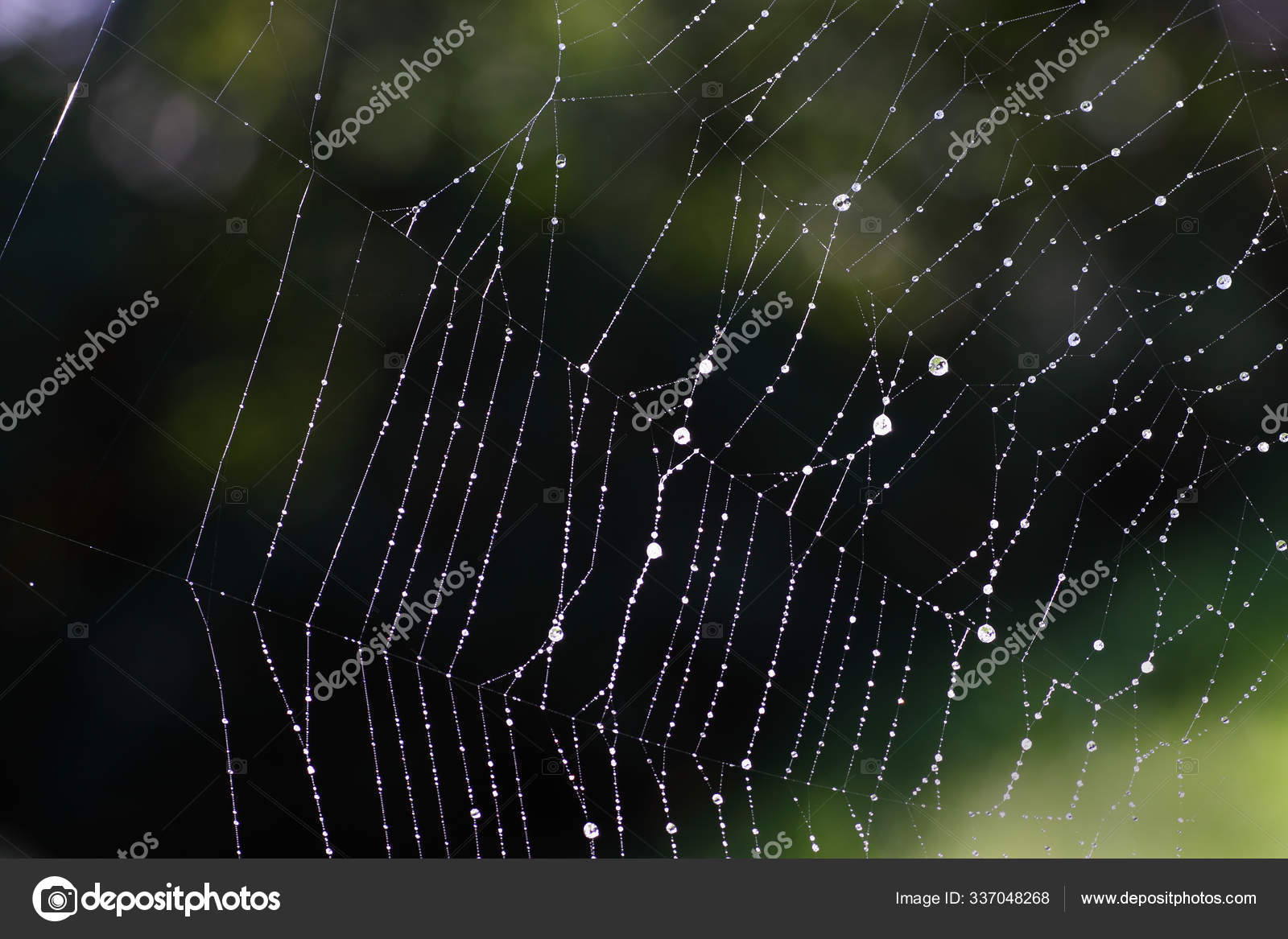 Spider Web Trap Insects — Stock Photo © PantherMediaSeller #337048268