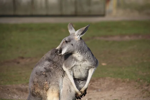 Angry australian farmer Stock Photos, Royalty Free Angry australian ...