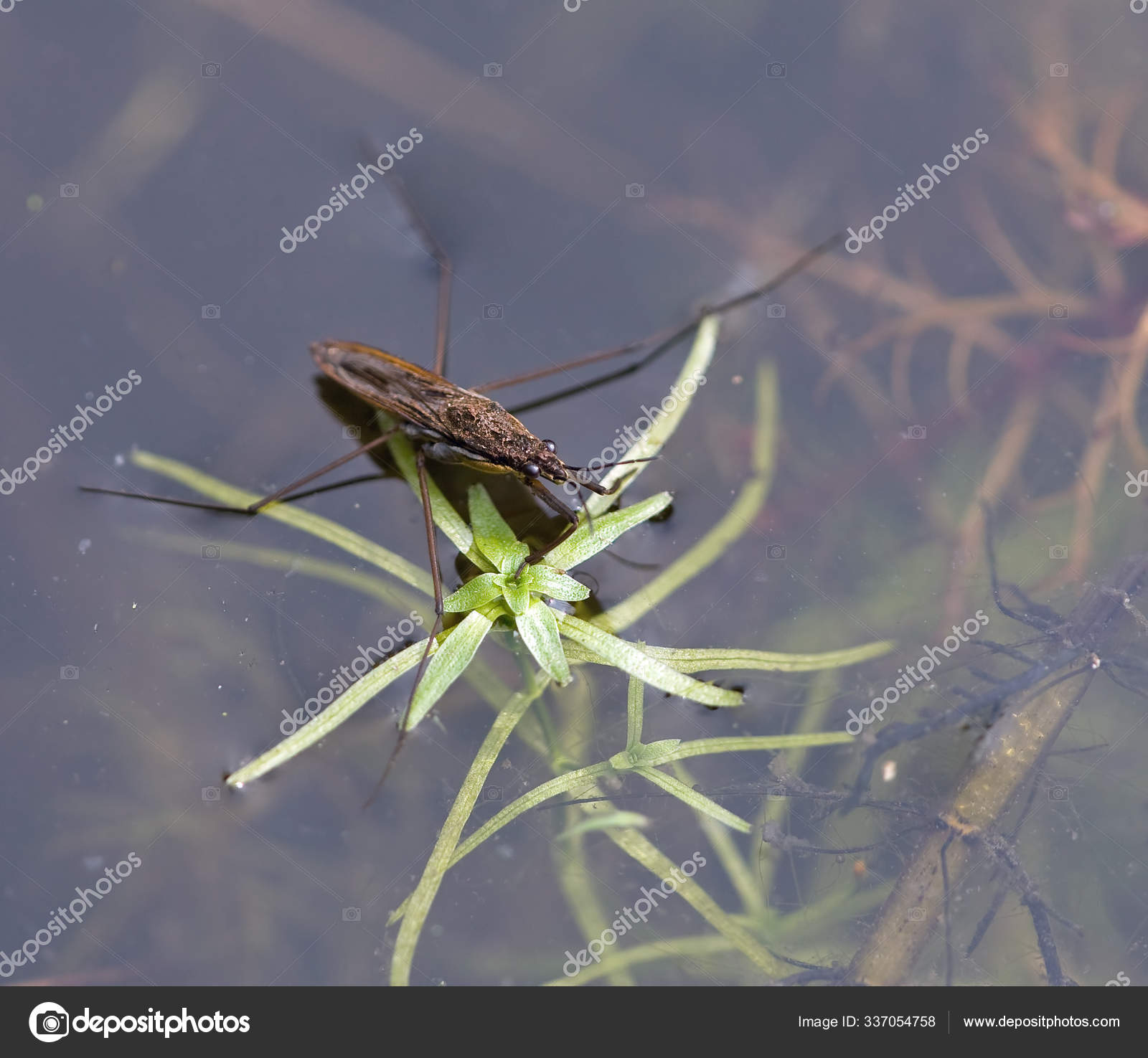 Surface Tension Bug