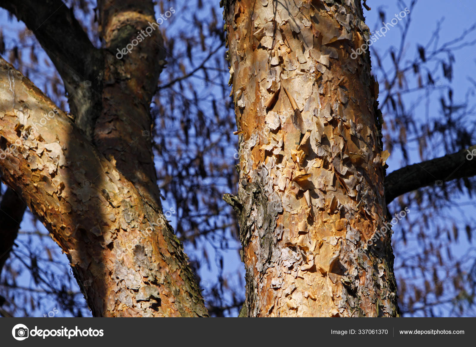 Tree Bark Nature Timber Textured — Stock Photo © PantherMediaSeller ...
