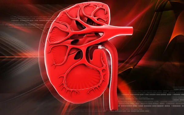 Kidney hd images background Stock Photos, Royalty Free Kidney hd images ...
