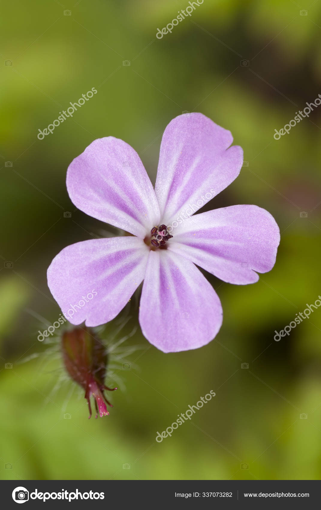 Small Pink Single Flower Background Green Stock Photo by ...