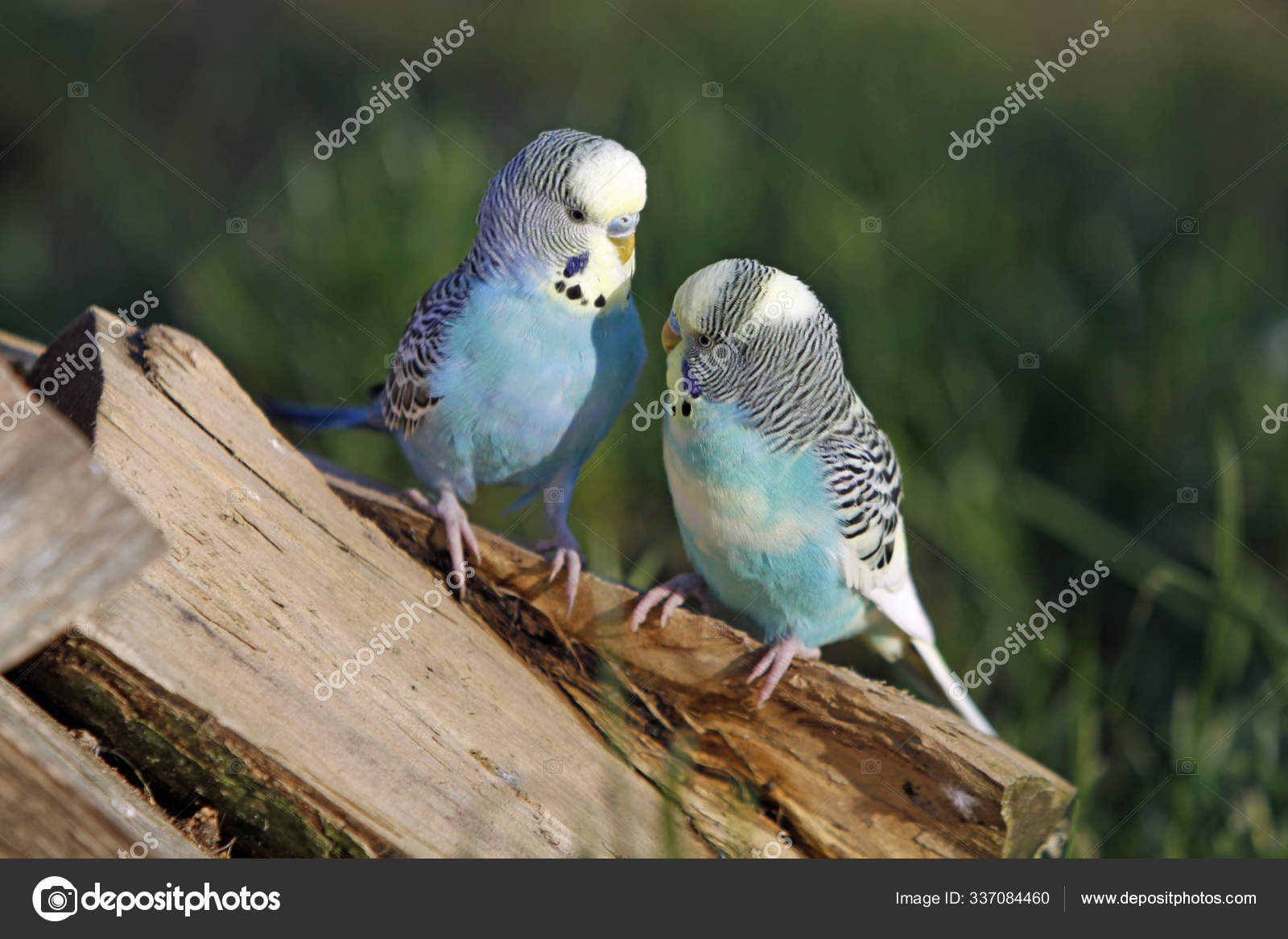 Wave Parakeets Free Flight Aviary Stock Photo by ©PantherMediaSeller ...