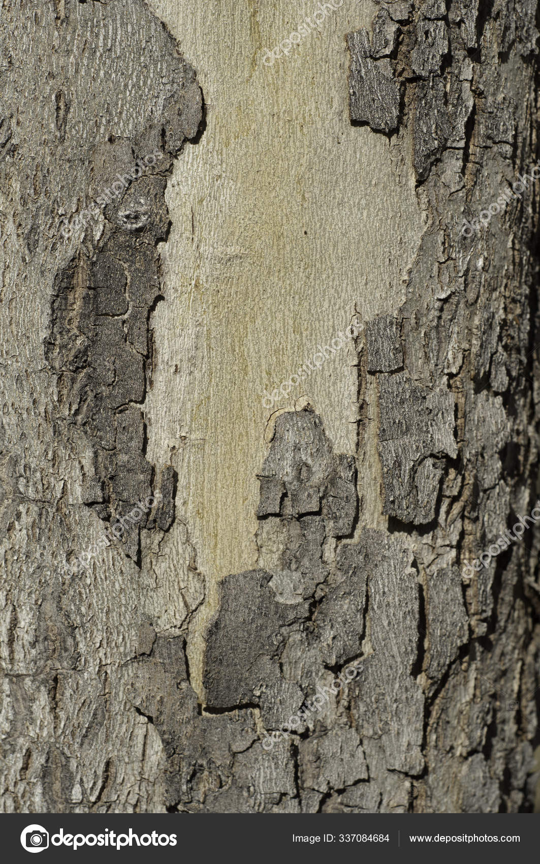 Maple Tree Bark Texture