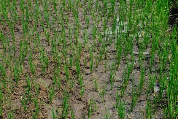 Rice farming africa Stock Photos, Royalty Free Rice farming africa ...