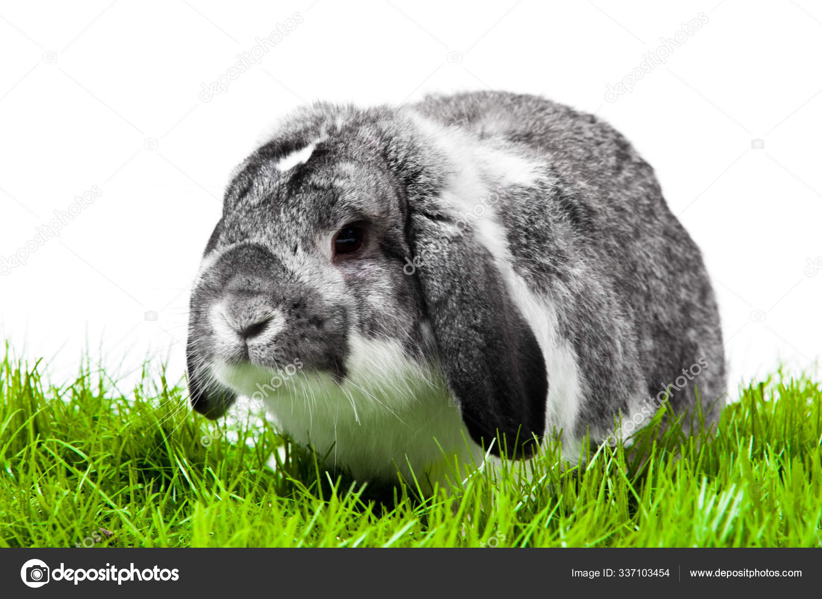 Adorable Rabbit Isolated White Background French Lop Rabbit — Stock ...