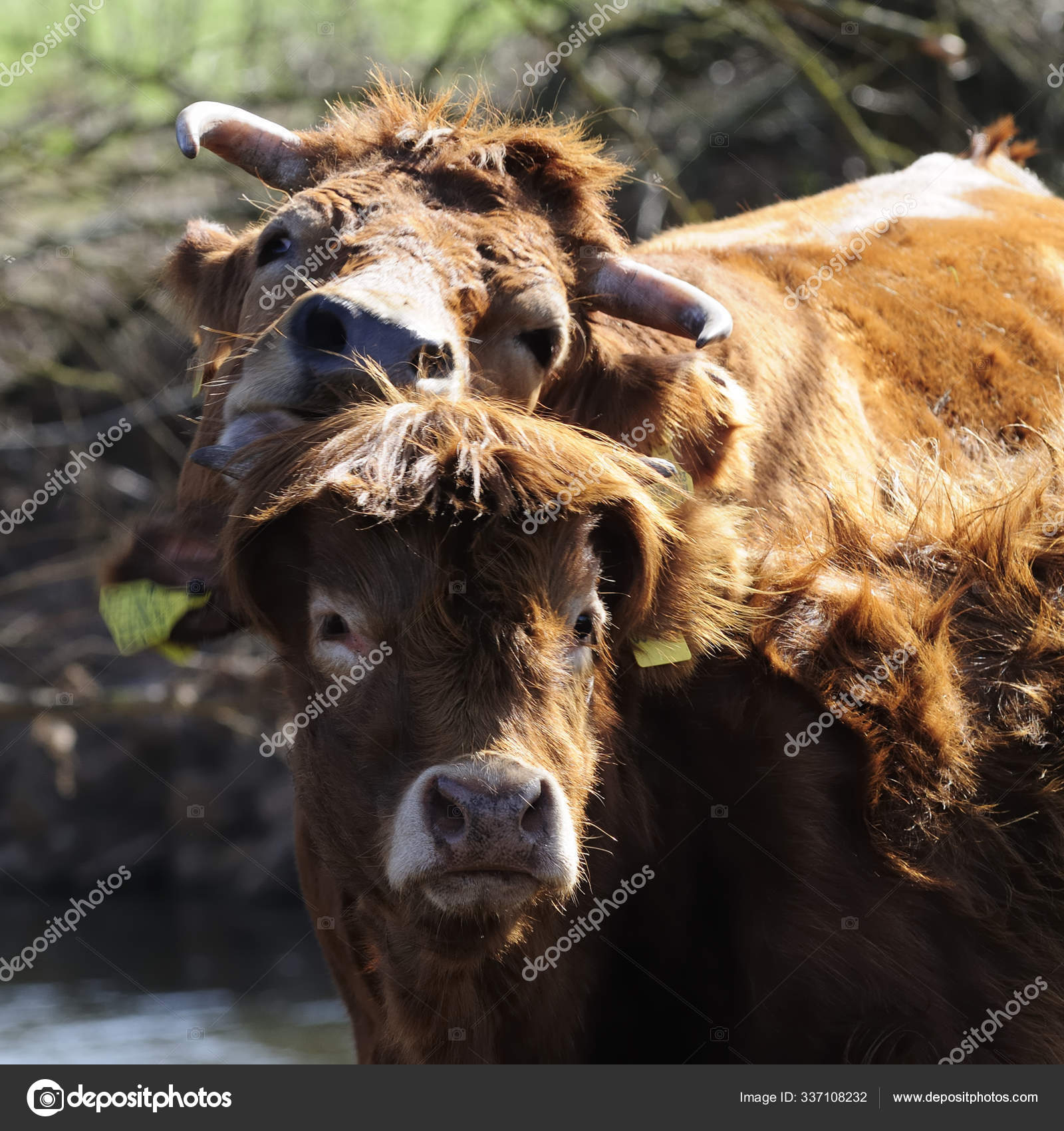 Farm Animal Heck Cattle Cow — Stock Photo © PantherMediaSeller #337108232