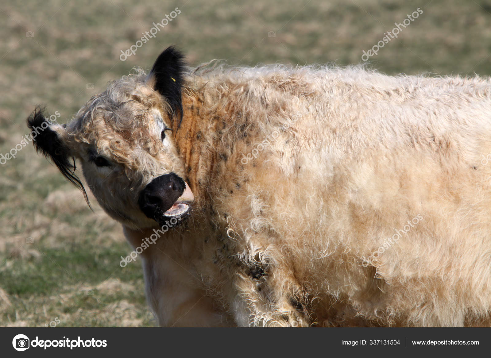 Galloway Cattle Animal Farm Animal Stock Photo by ©PantherMediaSeller ...