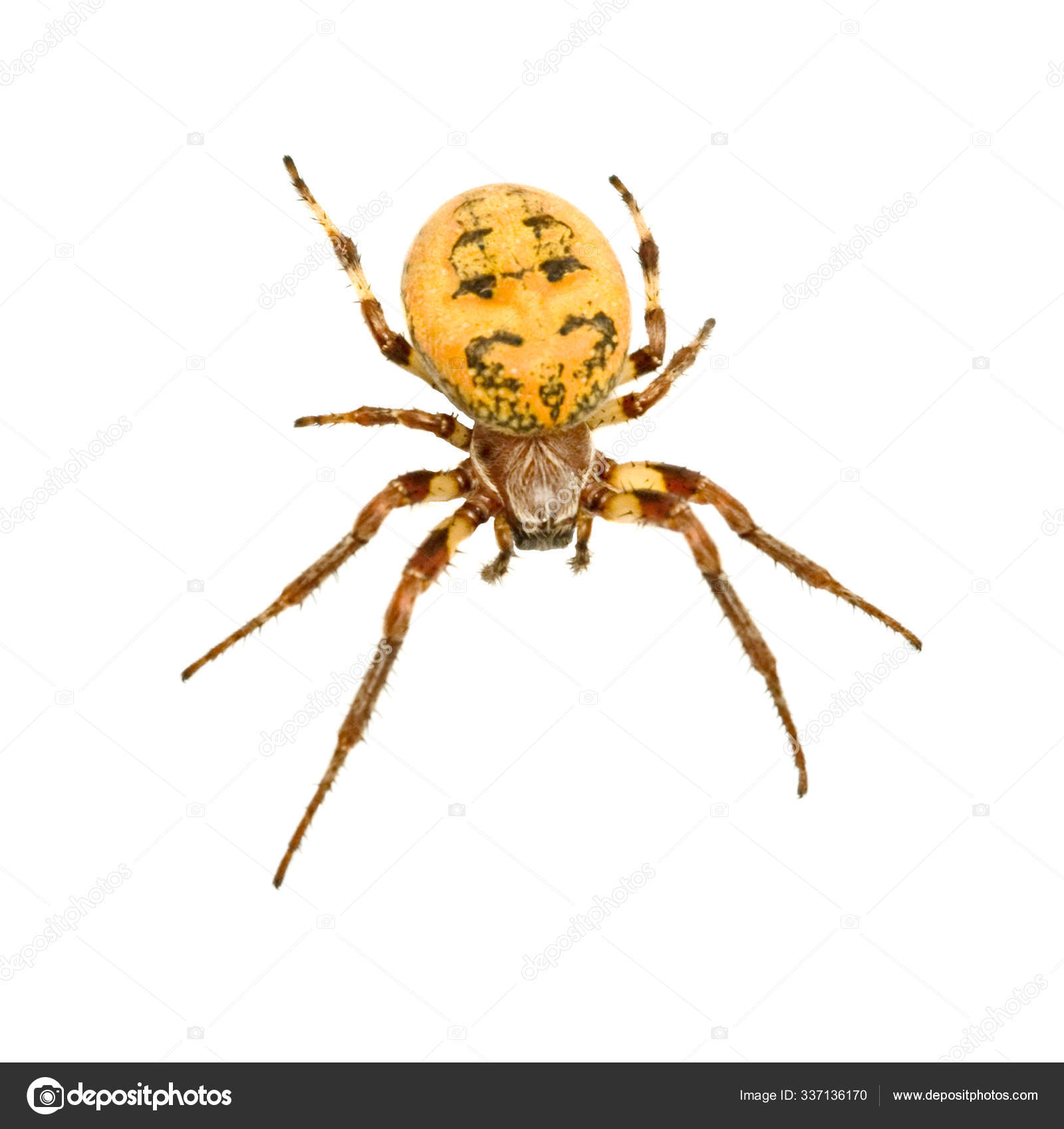 Spider Isolated White Background Stock Photo by ©PantherMediaSeller ...