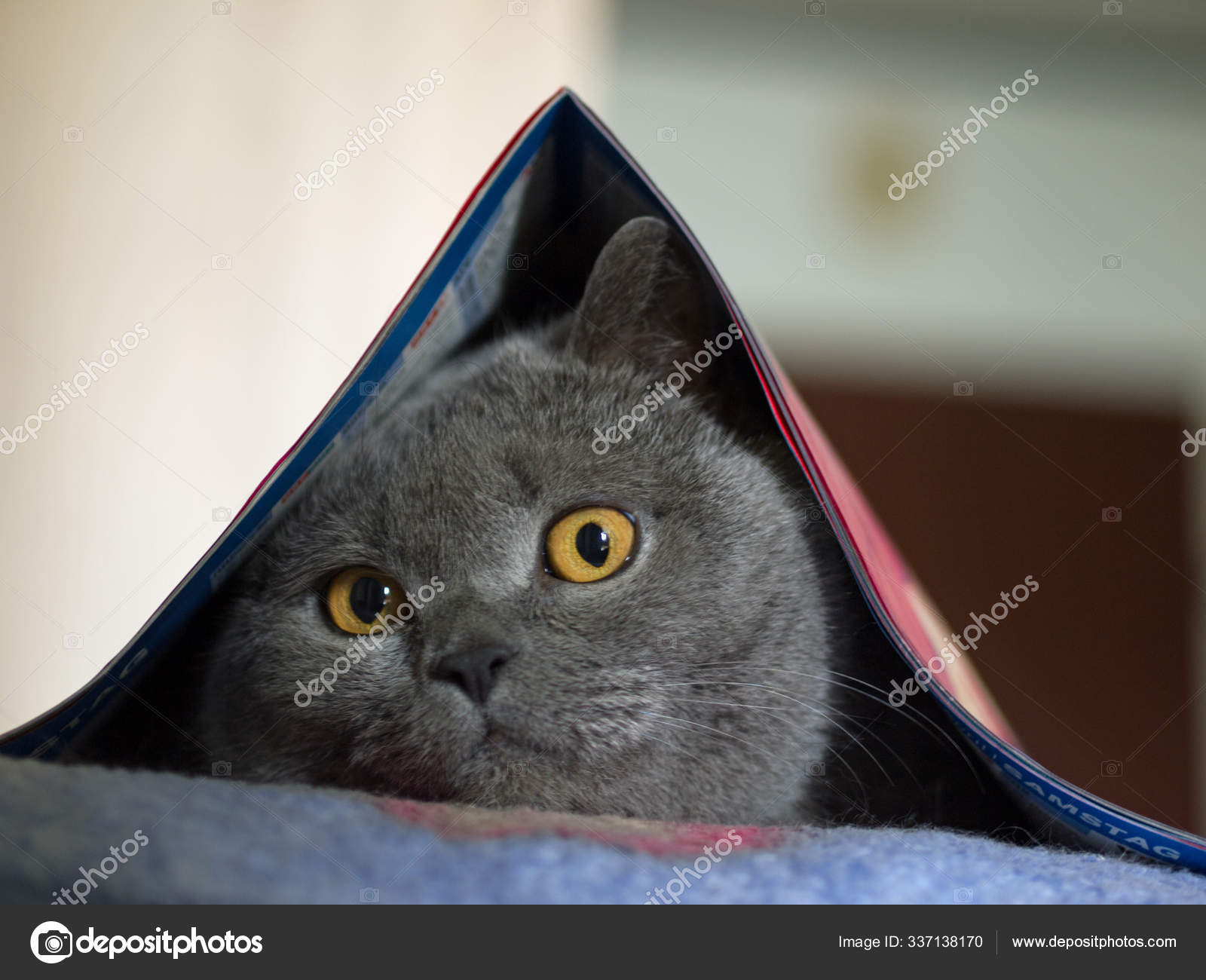 Portrait Cute Cat Stock Photo by ©PantherMediaSeller 337138170
