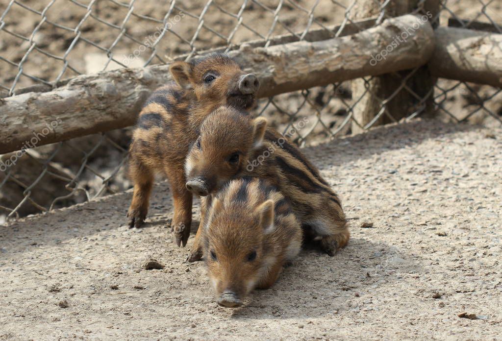 Tres lechones recién nacidos en el parque temático sababurg 2022