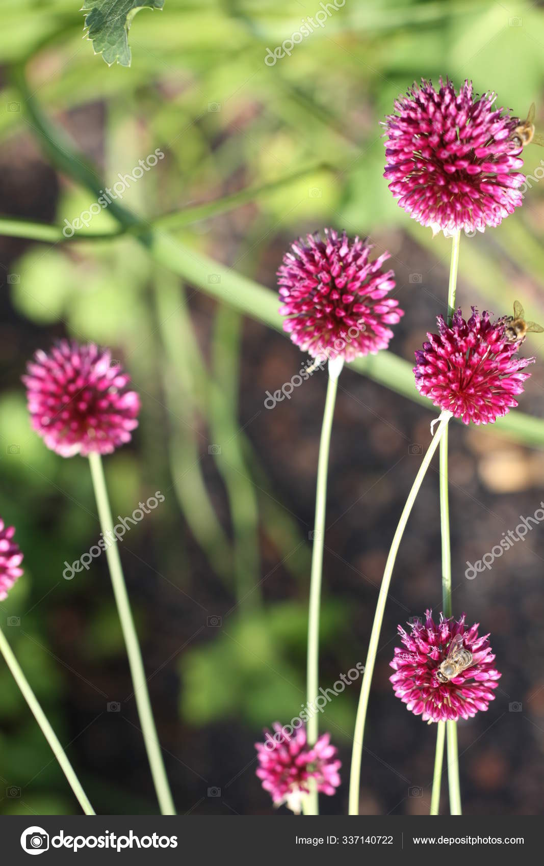 Bullet Allium