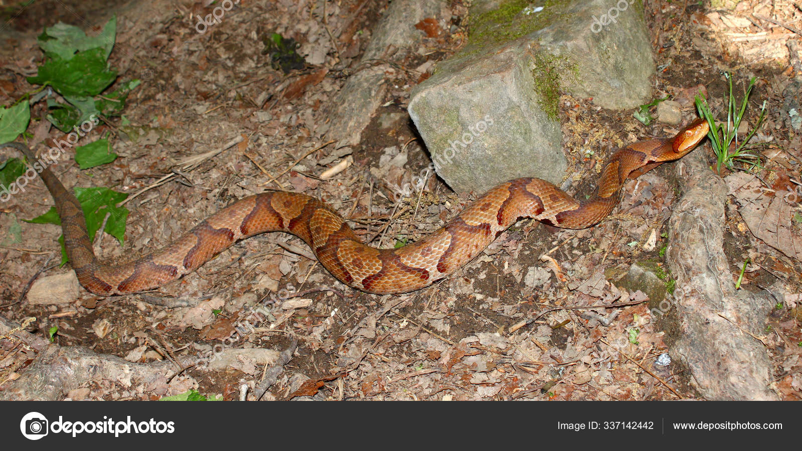 Venomous Copperhead Agkistrodon Contortrix Snake Monte Sano State Park ...