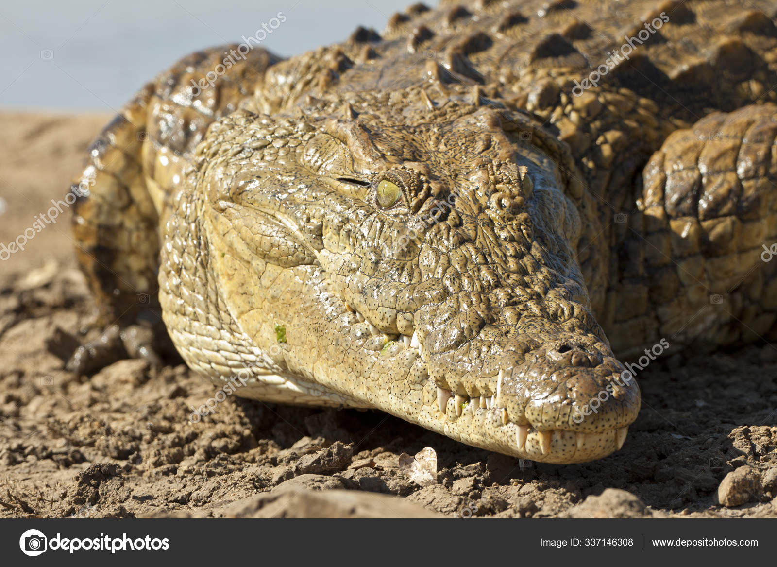 Crocodile Animal Amphibian Predator — Stock Photo © PantherMediaSeller ...