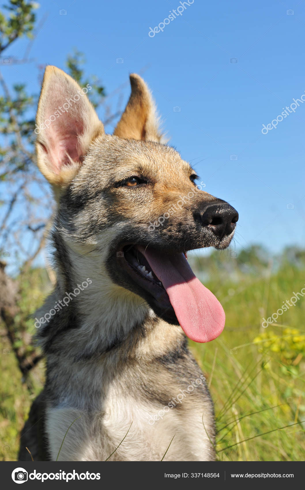 Portrait Puppy Purebred Czechoslovak Dog Field Same Wild Wolf Stock ...