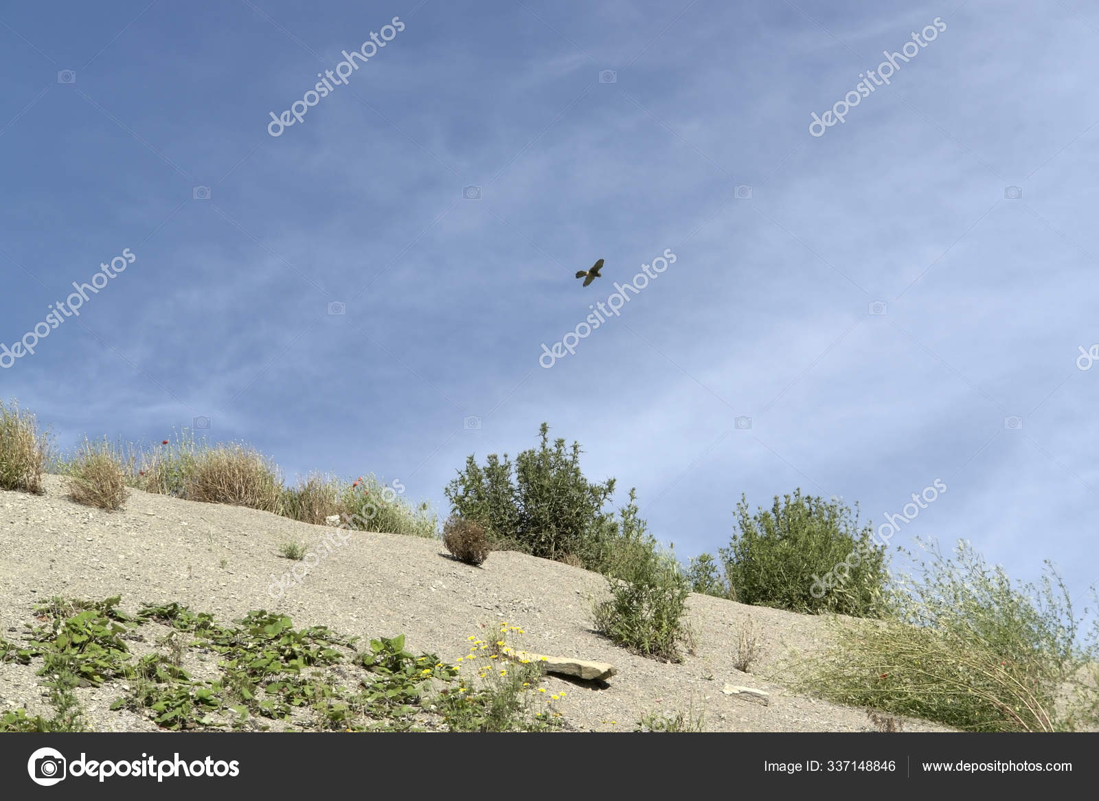 Spoil Pile Shrubby Vegetation Flying Bird Front Blue Sky Summer — Stock ...