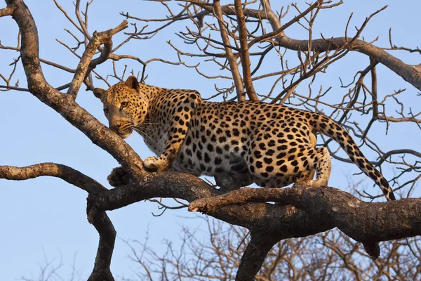 Leopard tree Stock Photos, Royalty Free Leopard tree Images | Depositphotos