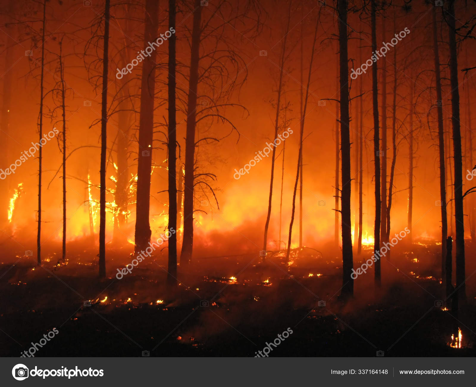 Disaster Fire Forest Stock Photo by ©PantherMediaSeller 337164148