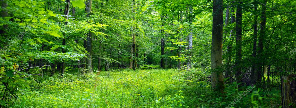 Deciduous forest Stock Photos, Royalty Free Deciduous forest Images ...