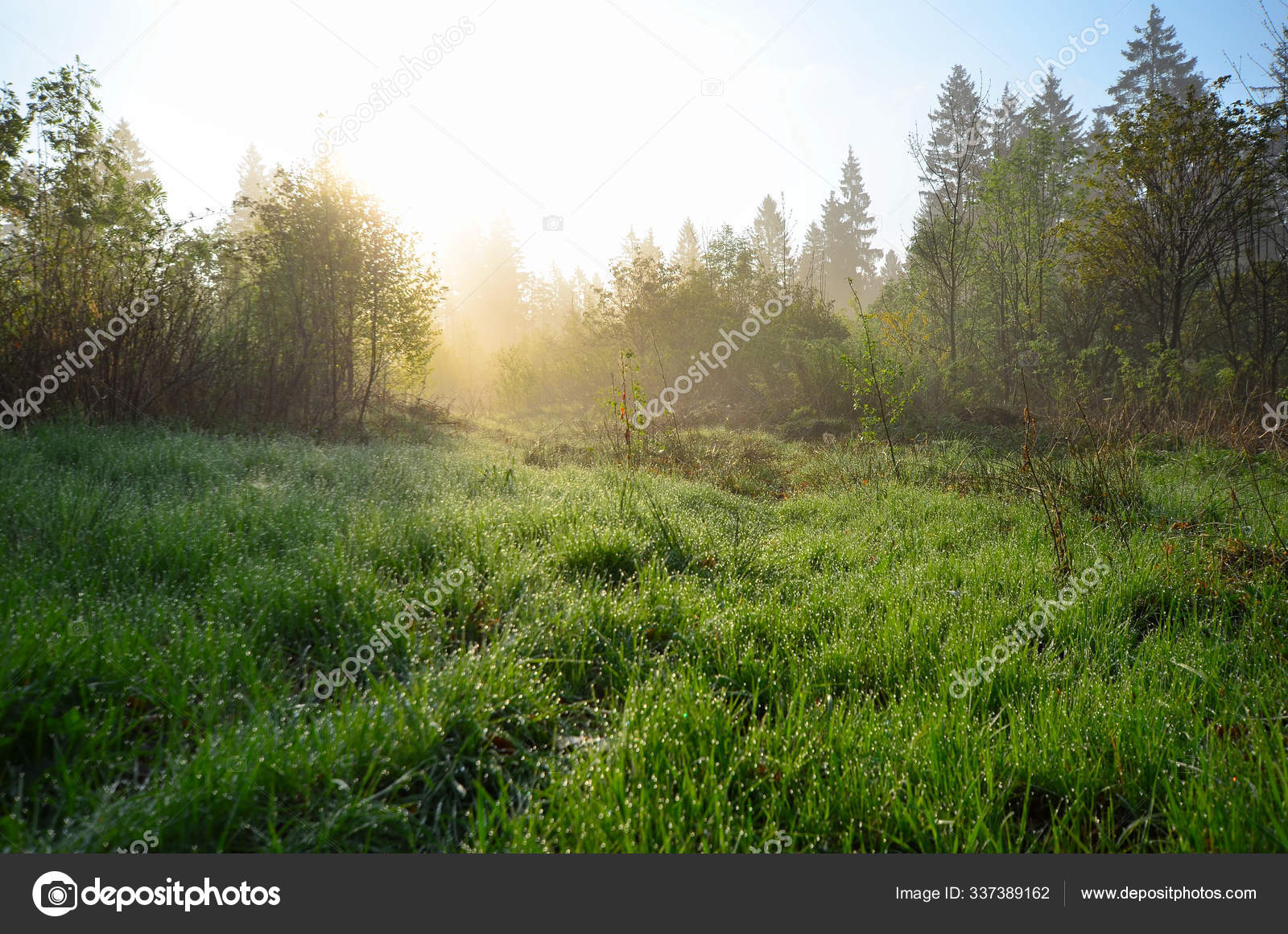 Meadow Open Habitat Field Vegetated Grass Herbs Other Non Woody — Stock ...