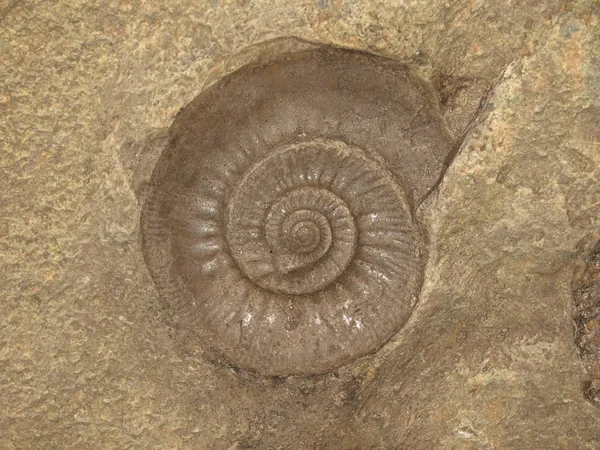 Shell fossils Stock Photos, Royalty Free Shell fossils Images ...