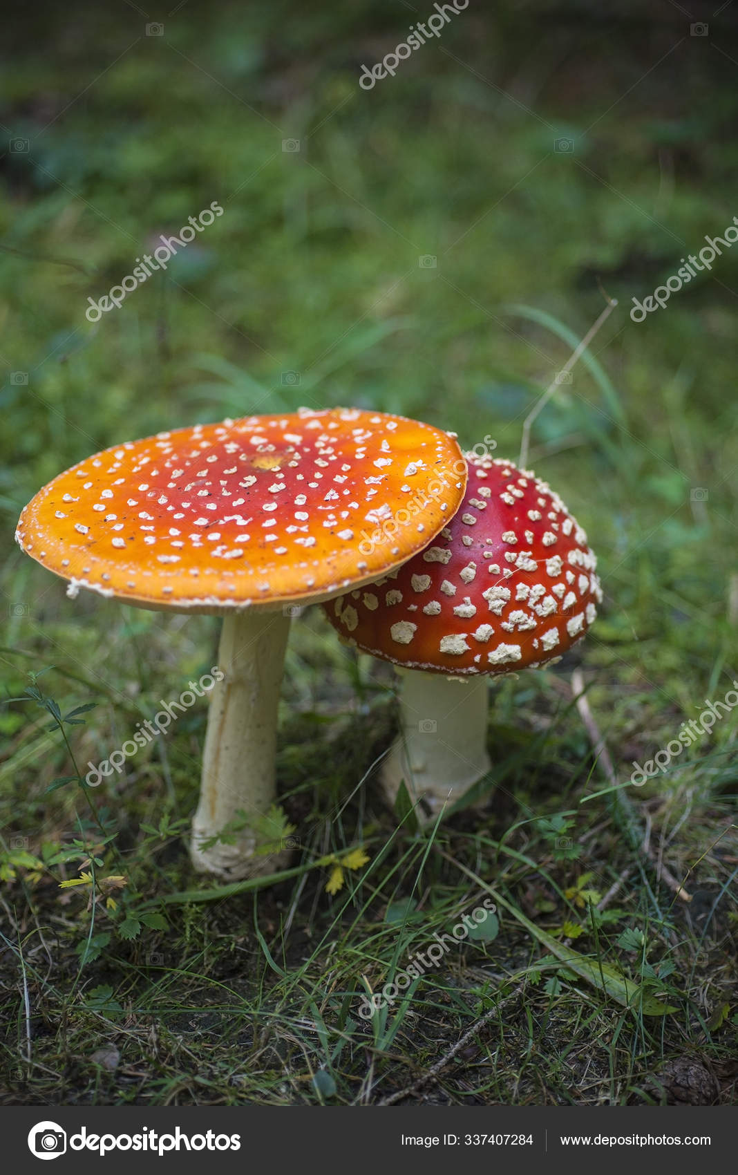 Red Toadstool Belongs Group Poisonous Fungi — Stock Photo ...