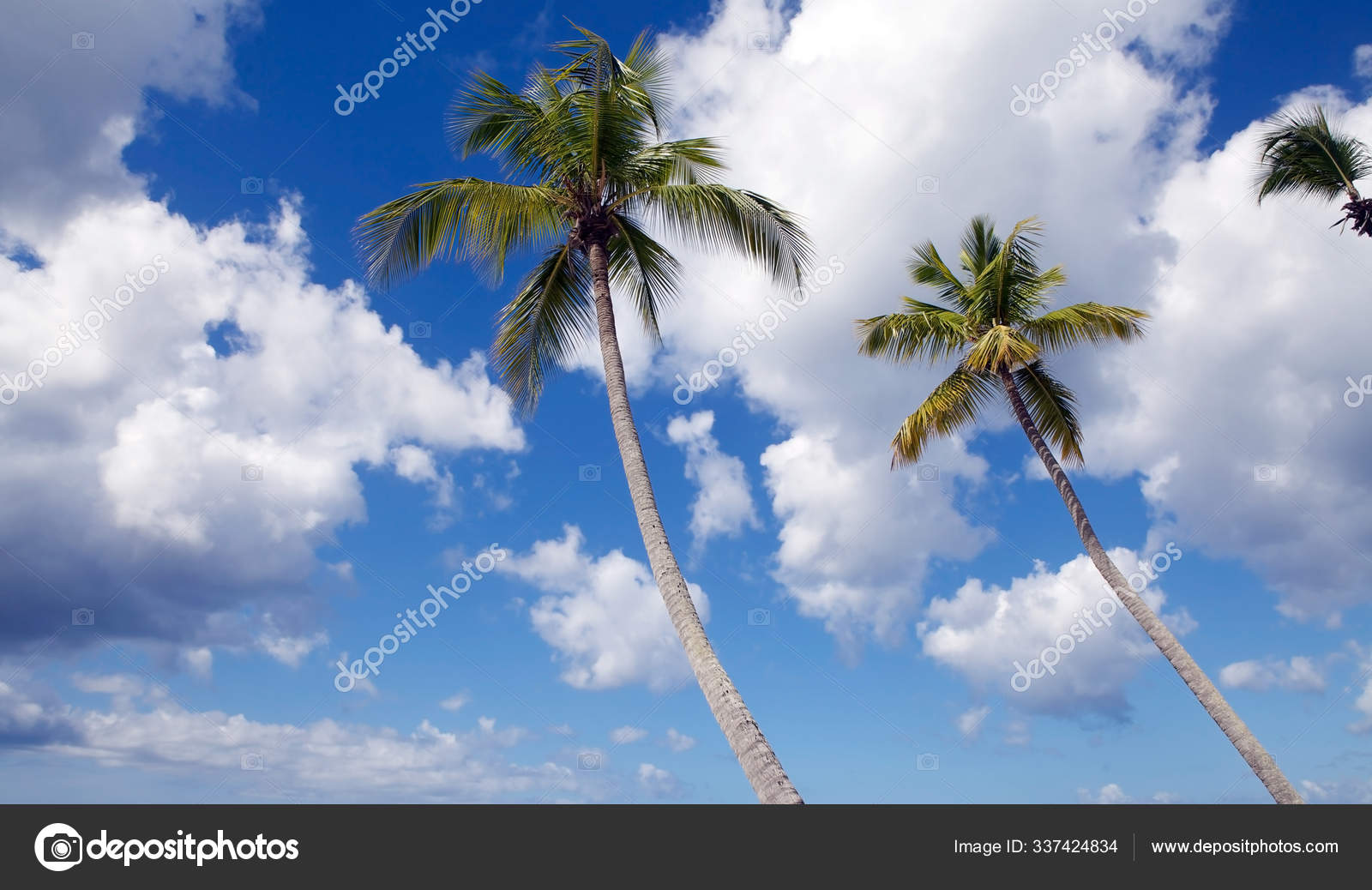 Palm Trees Ocean Blue Sky Clouds Background — Stock Photo ...