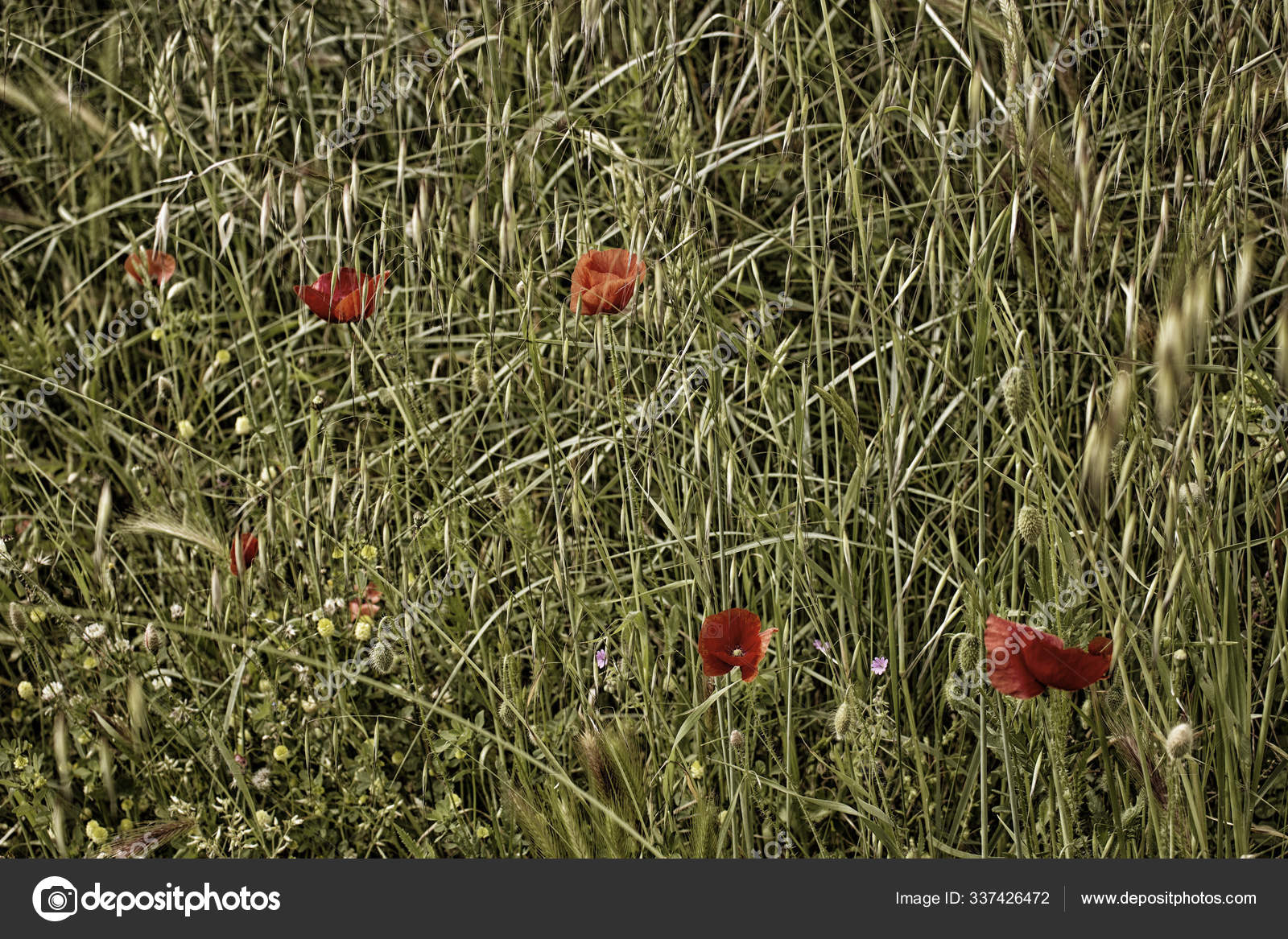 Red Poppy Green Weeds Field Flowers — Stock Photo © PantherMediaSeller ...