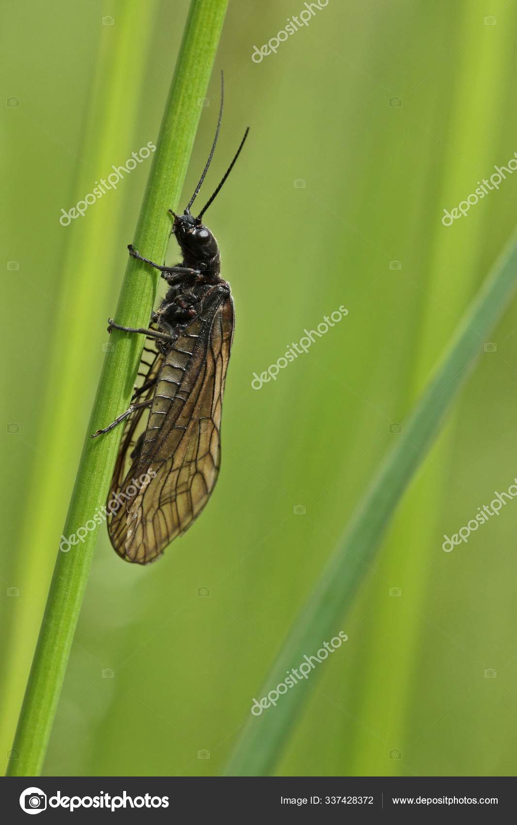 Mud Fly Genus Sialis Blade Grass — Stock Photo © PantherMediaSeller ...
