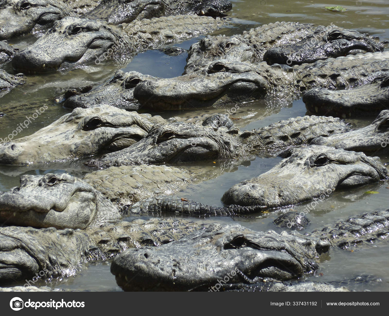 Lake Enriquillo Crocodiles