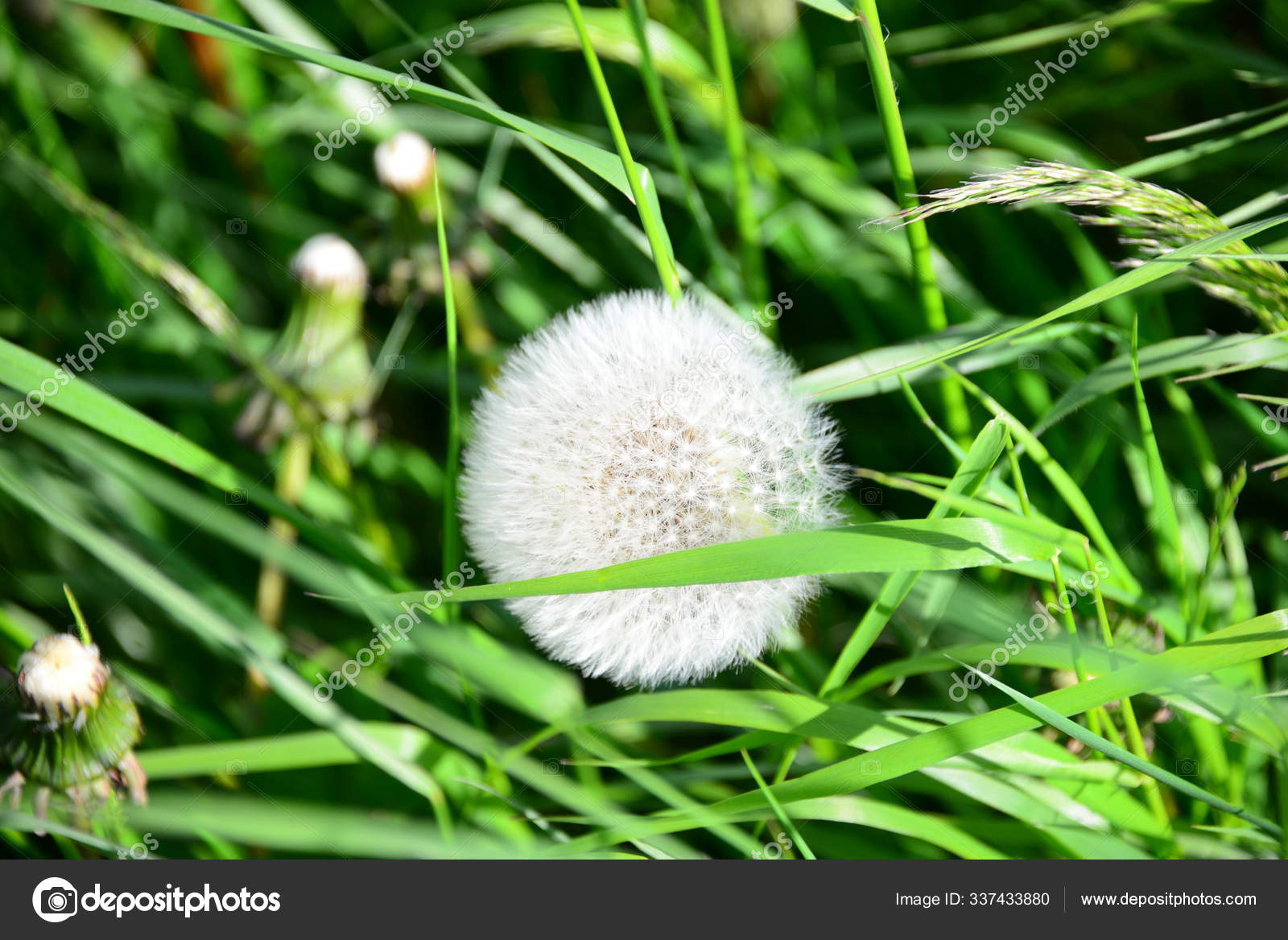 Puste Flower Lion Fence Stock Photo by ©PantherMediaSeller 337433880