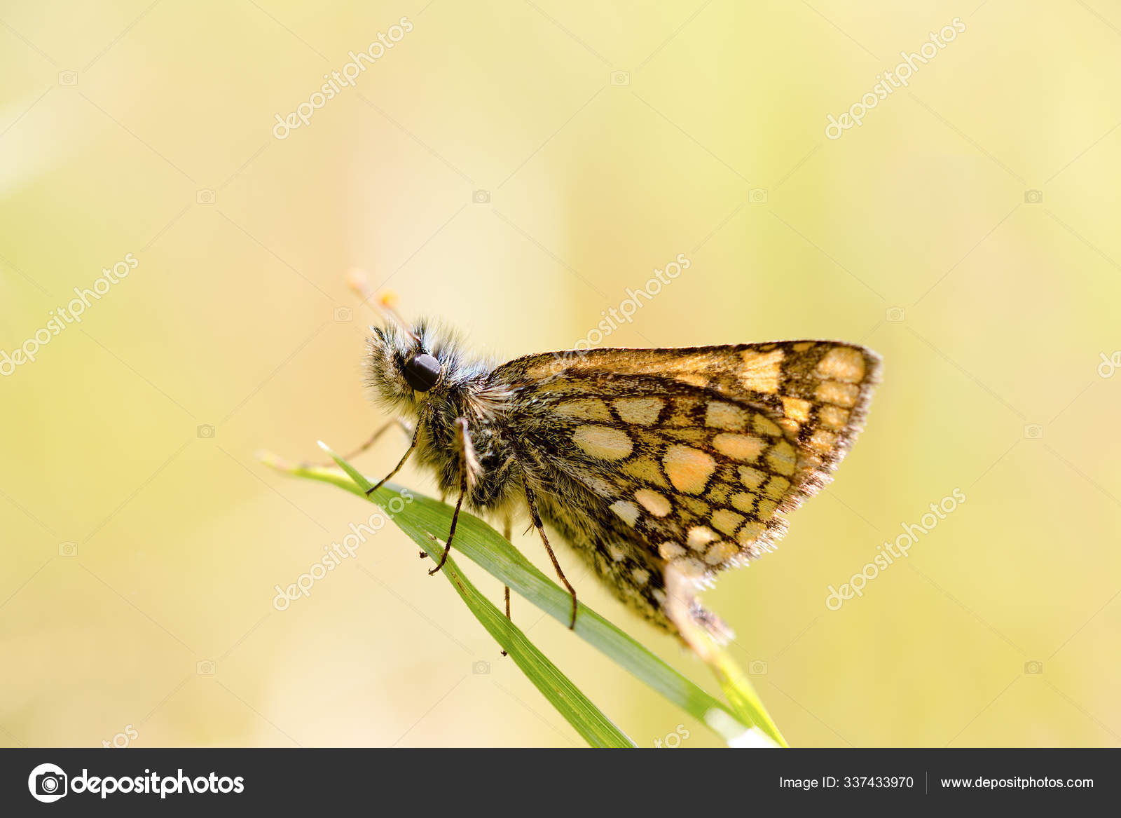 Checkered Skipper Carterocephalus Palaemon Stock Photo by ...