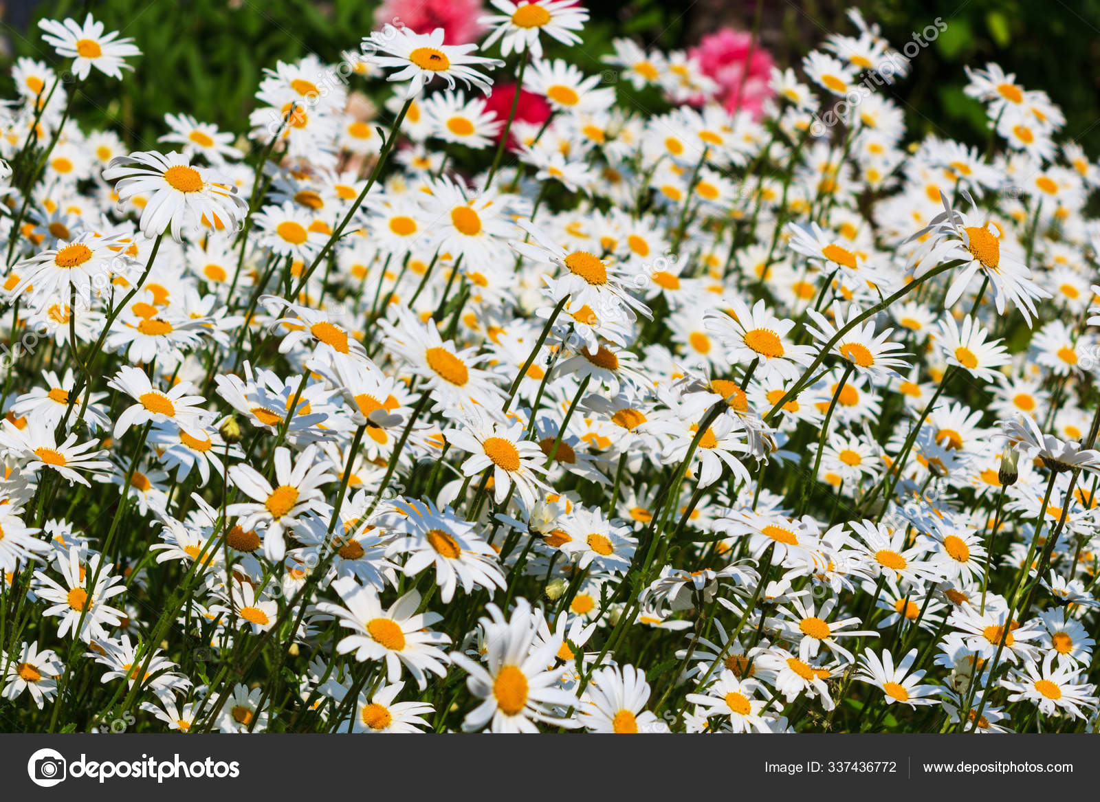 White Daisies Garden — Stock Photo © PantherMediaSeller #337436772