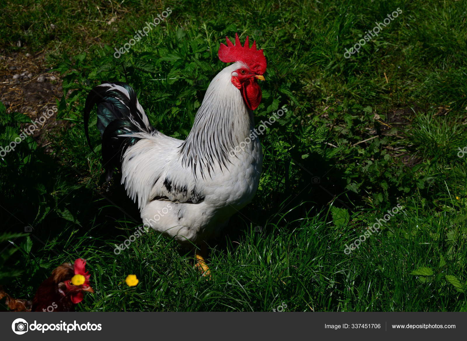 Huhn Henne Hahn Meadow Stock Photo by ©PantherMediaSeller 337451706
