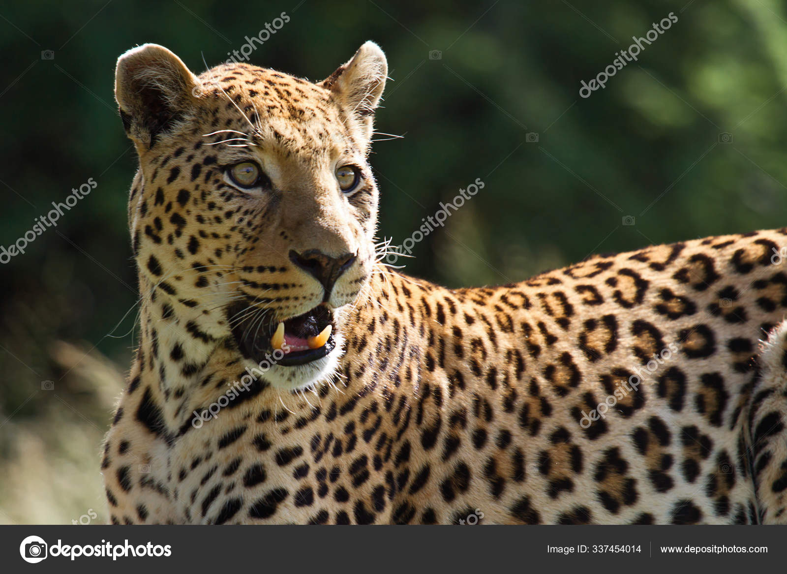 Cheetah Cat Leopard Animal Stock Photo by ©PantherMediaSeller 337454014