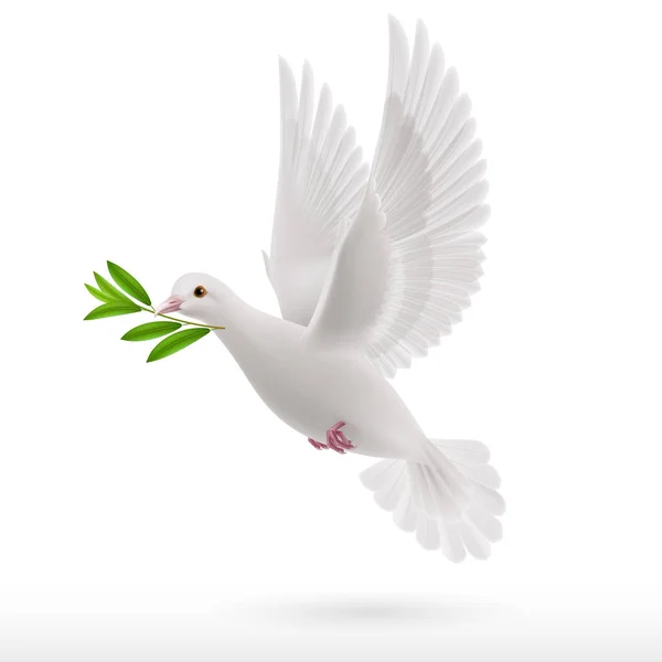 Dove Peace Flying Green Twig Olive Flood White Background Stock Photo ...