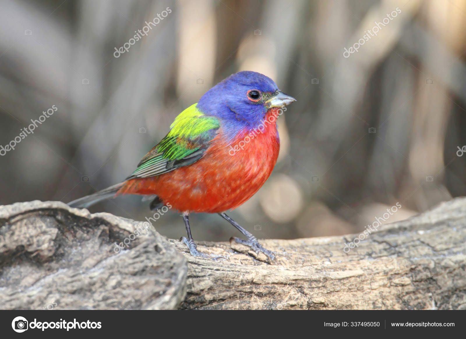 Colorful Painted Bunting Passerina Ciris Ground Stock Photo by ...