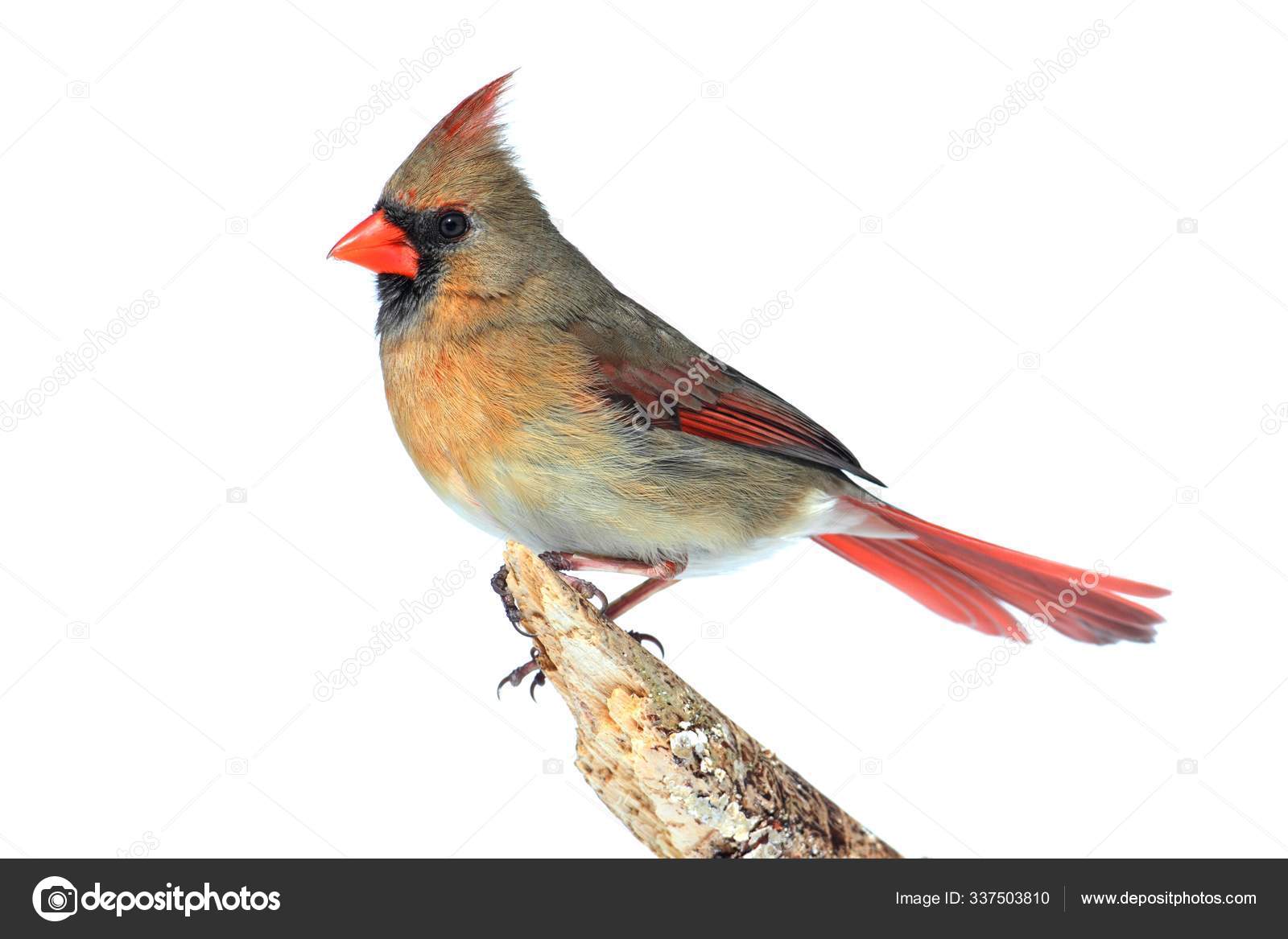 Female Northern Cardinal Cardinalis Isolated White Background Stock ...
