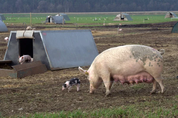New pig piggyback spill containment system fotos de stock, imágenes de ...