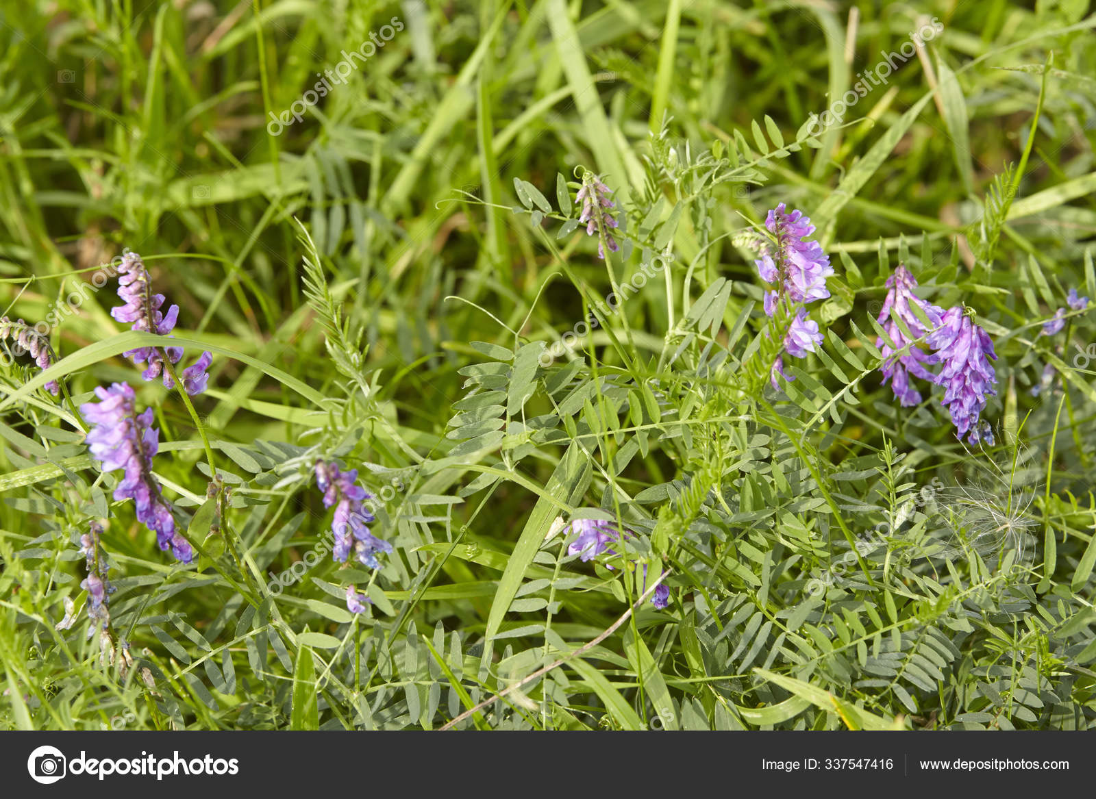 Pink Colored Fully Blossoming Vetch Growing Green Grass — Stock Photo ...