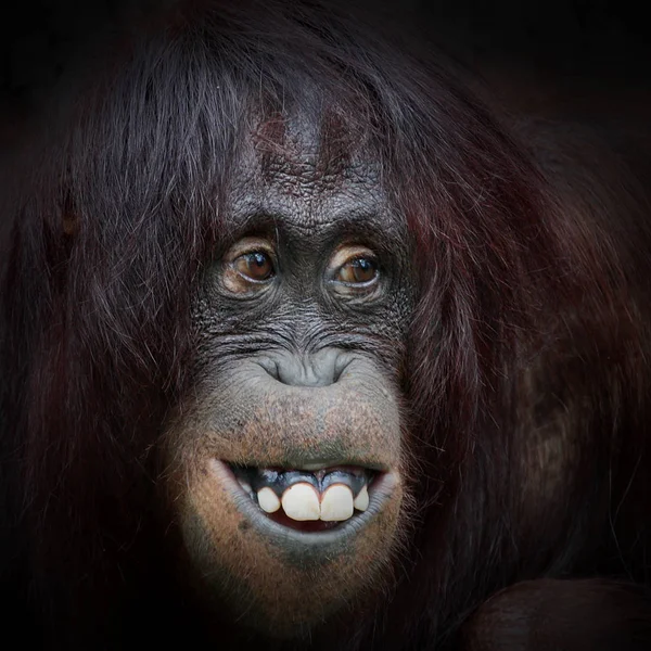 Orangutan Smiling Teeth